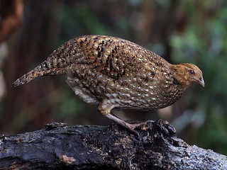 Cabots Tragopan Pheasant