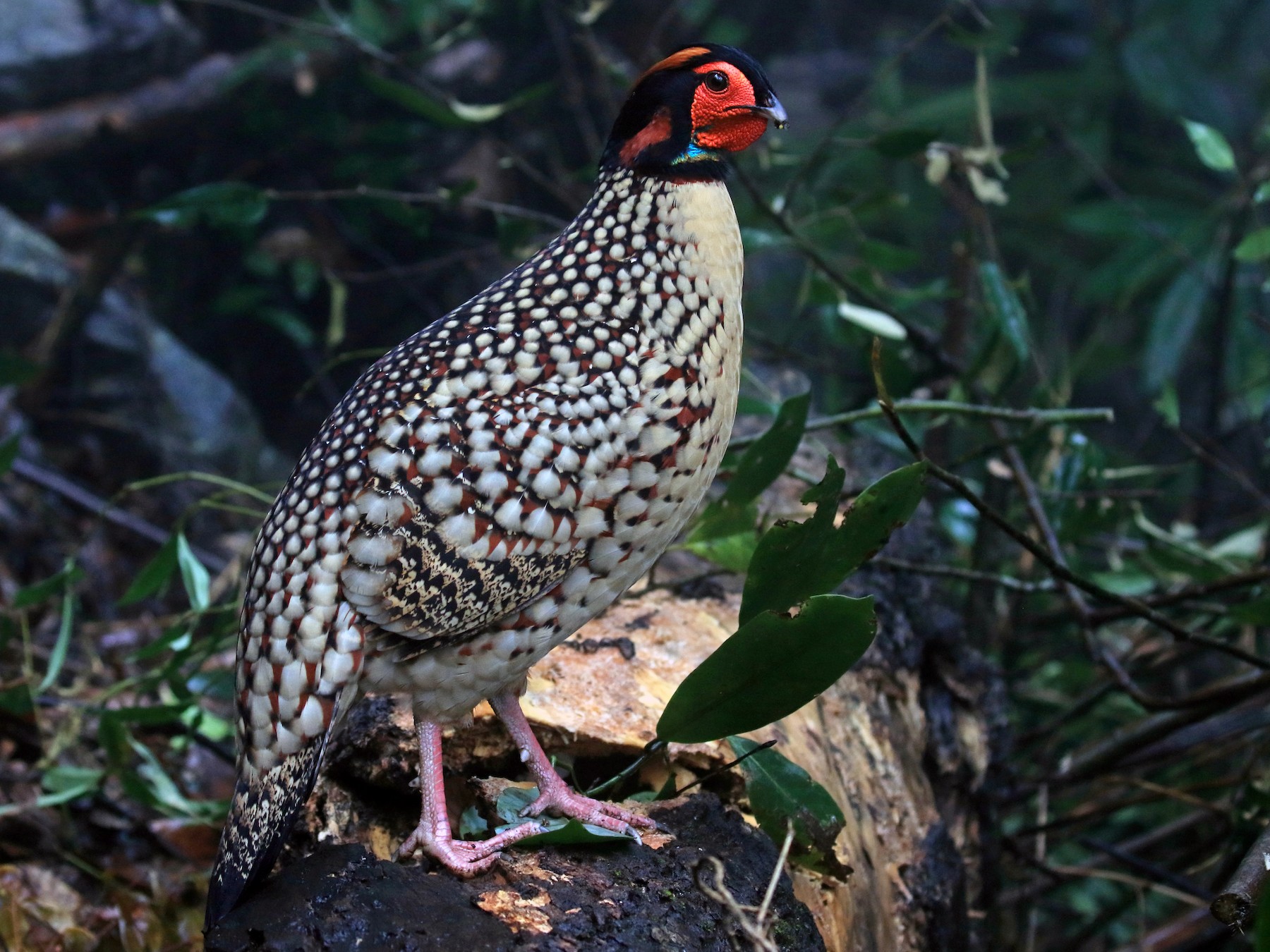 Cabot's Tragopan - eBird