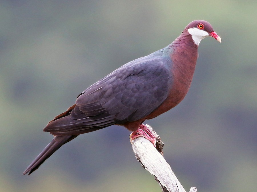 Merpati-hutan metalik - eBird