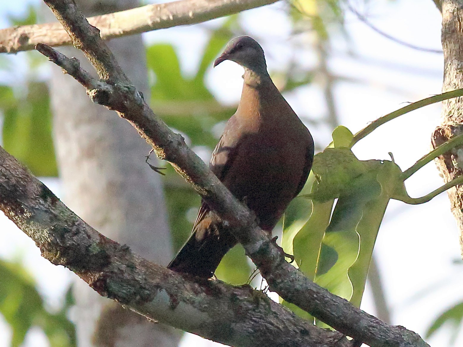 Merpati-hutan metalik - eBird