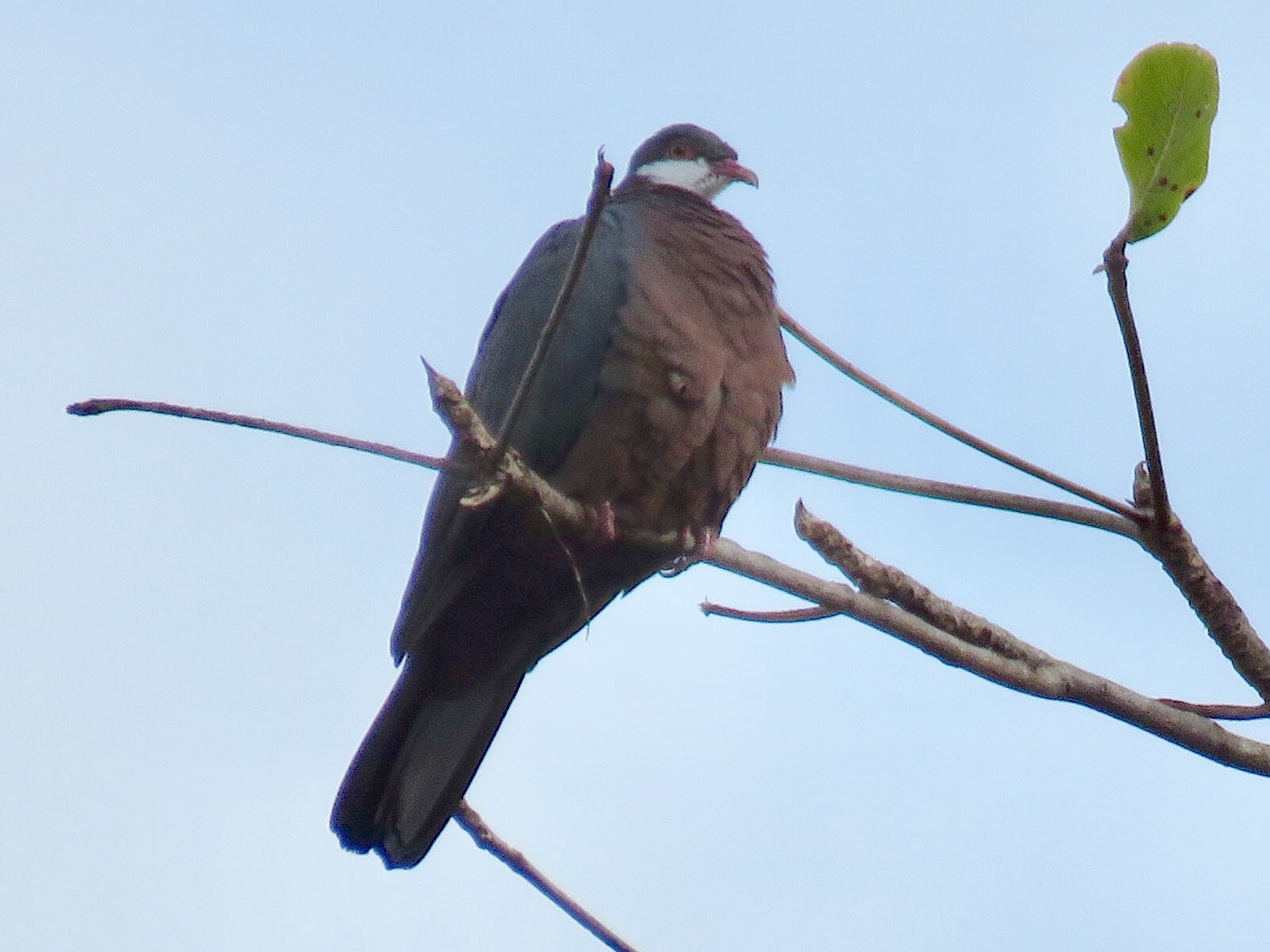 Metallic Pigeon - eBird