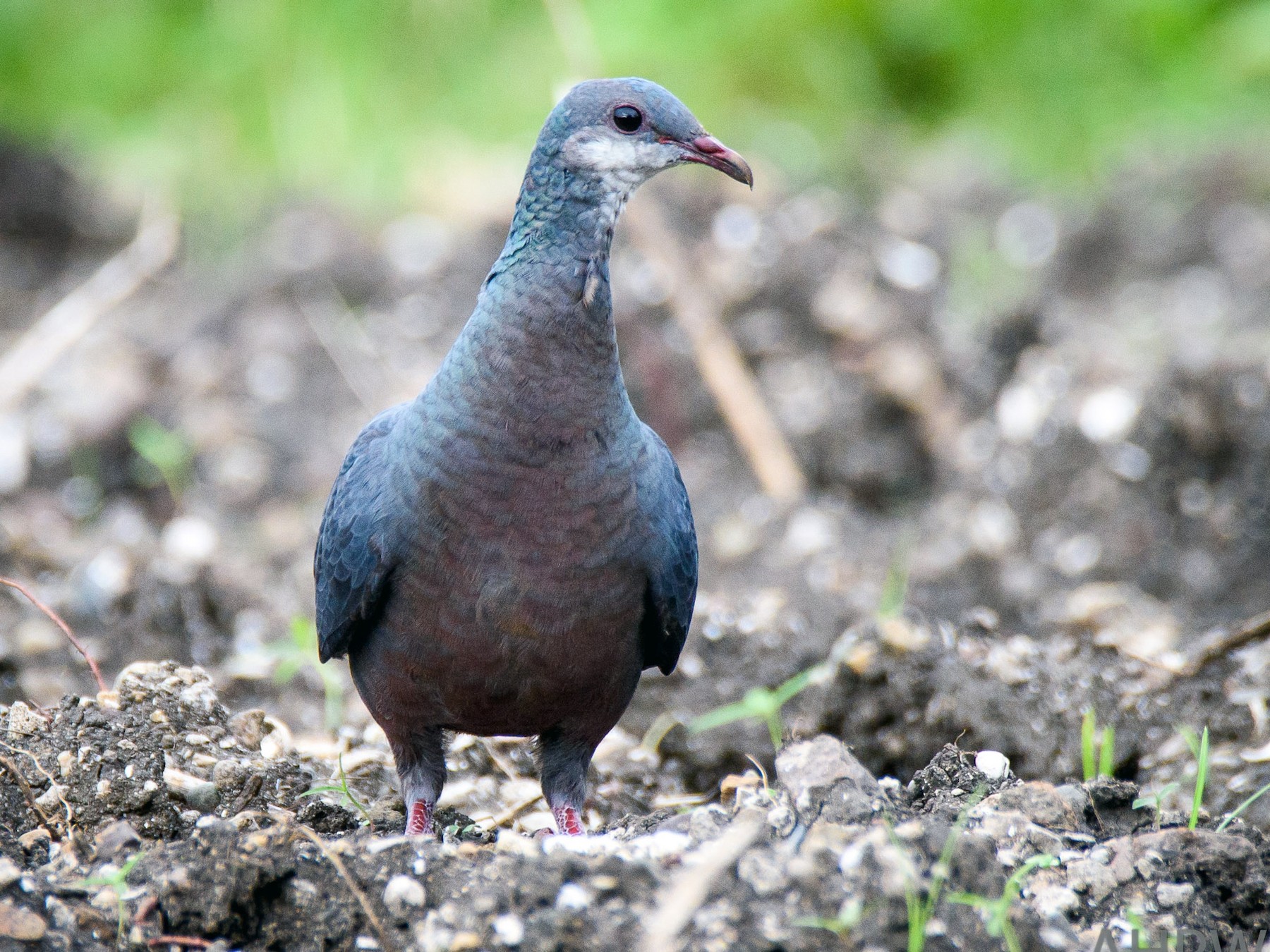 Metallic Pigeon - eBird