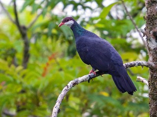 Metallic Pigeon - eBird