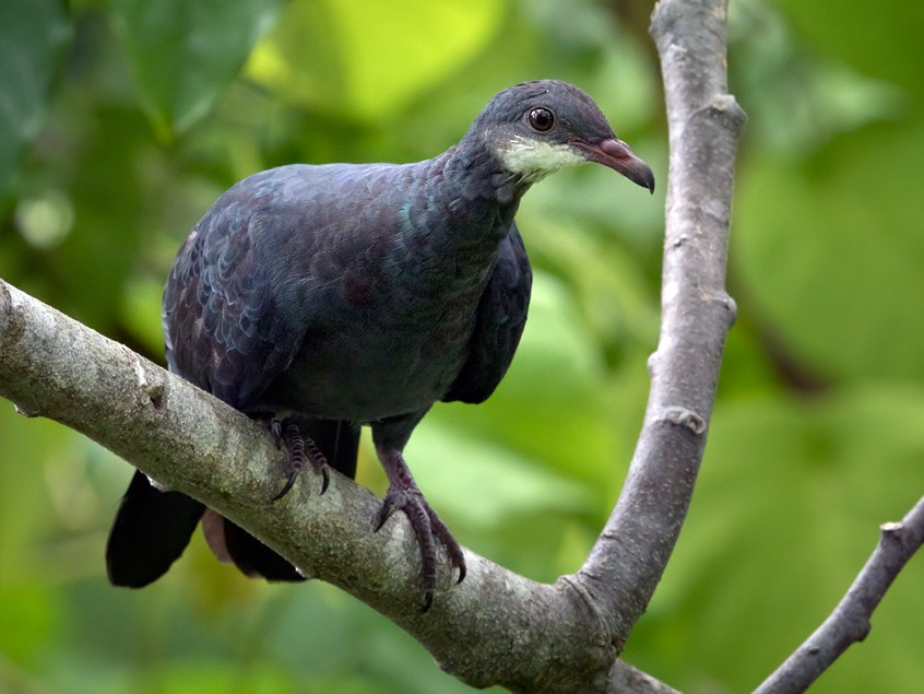 Merpati-hutan metalik - eBird