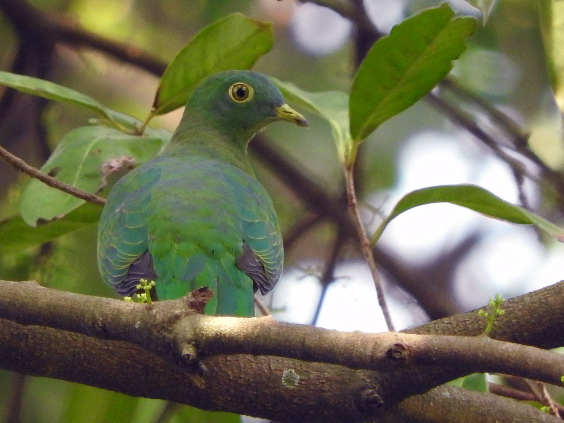 Black-naped Fruit-Dove - eBird
