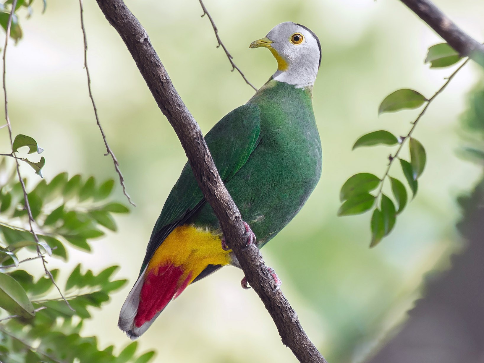 Bird 156 – Negros Fruit Dove – Bird of the Week