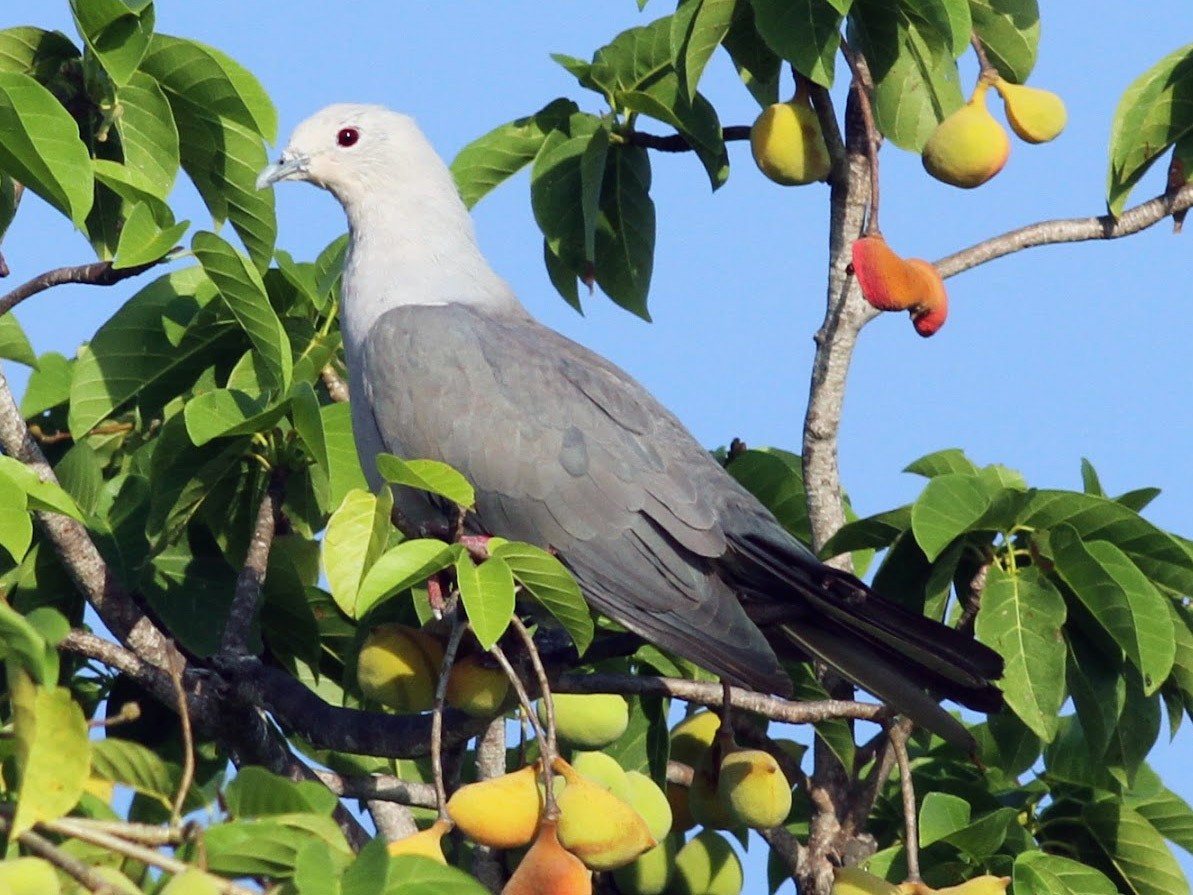 Gray Imperial-Pigeon - eBird