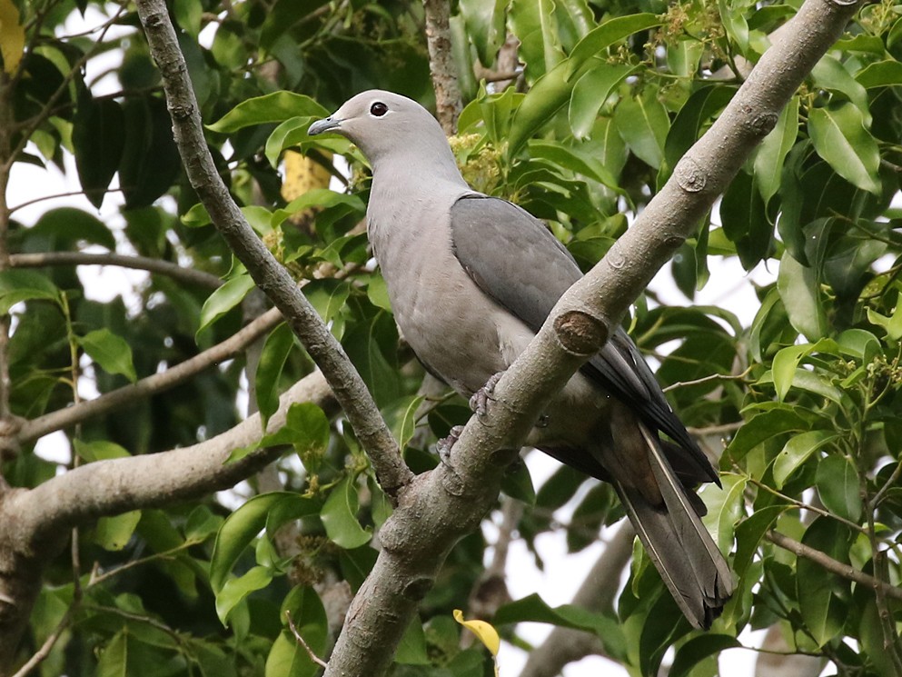 Gray Imperial-Pigeon - eBird