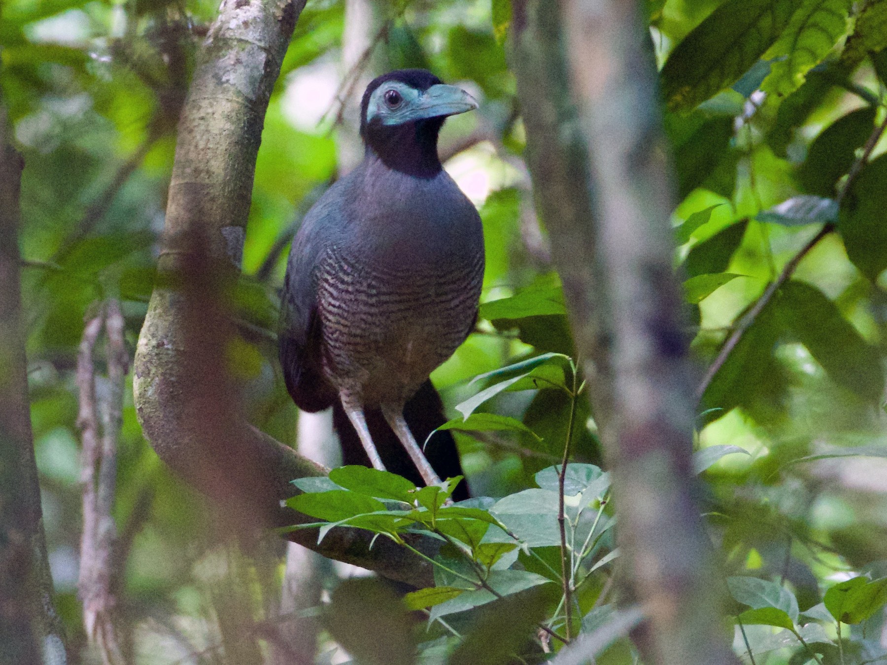 Bornean Ground-Cuckoo - eBird