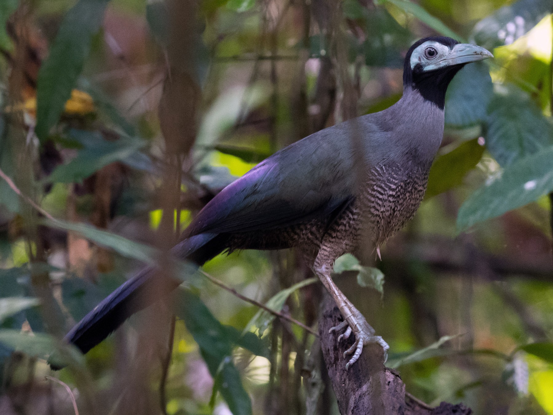 Bornean Ground-Cuckoo - eBird