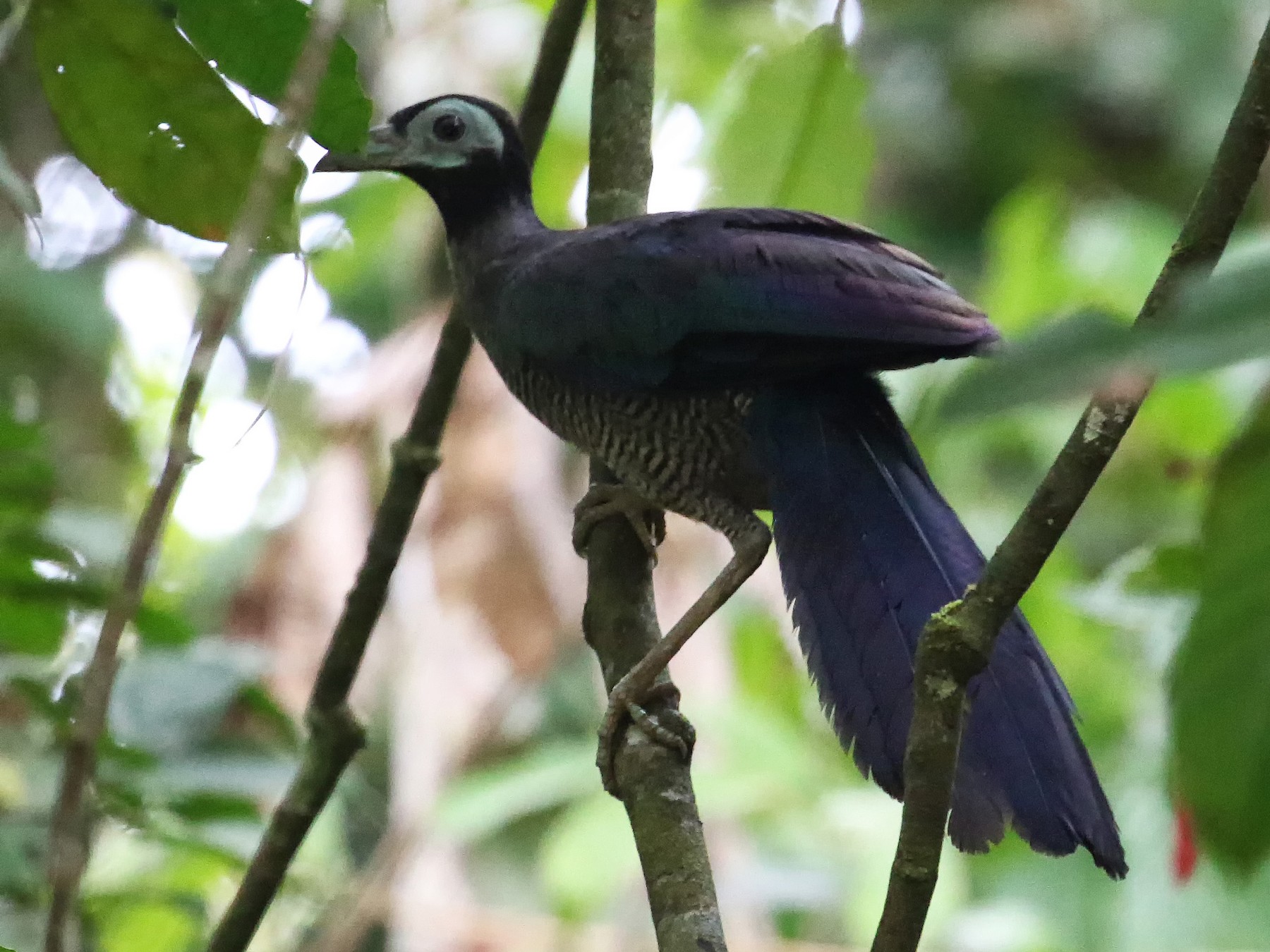 Bornean Ground-Cuckoo - eBird