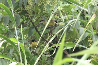 Yellow-throated Laughingthrush - Ianthocincla galbana - Birds of the World