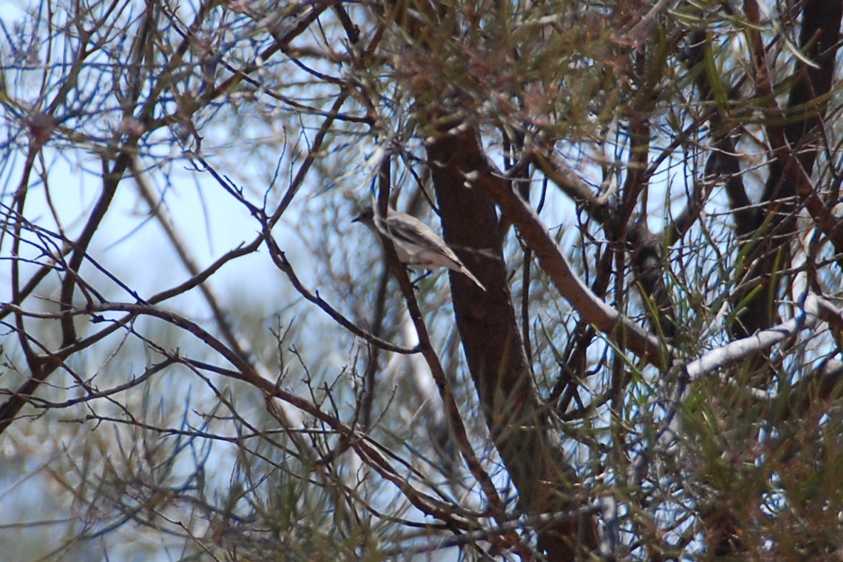 eBird Checklist - 7 Oct 2011 - Kunoth Bore - 33 species