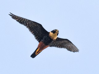 Bat Falcon - eBird