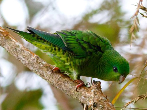 Barred Parakeet - eBird