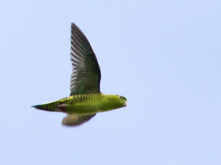 Green Lineolated Parakeet