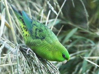 Barred Parakeet - eBird