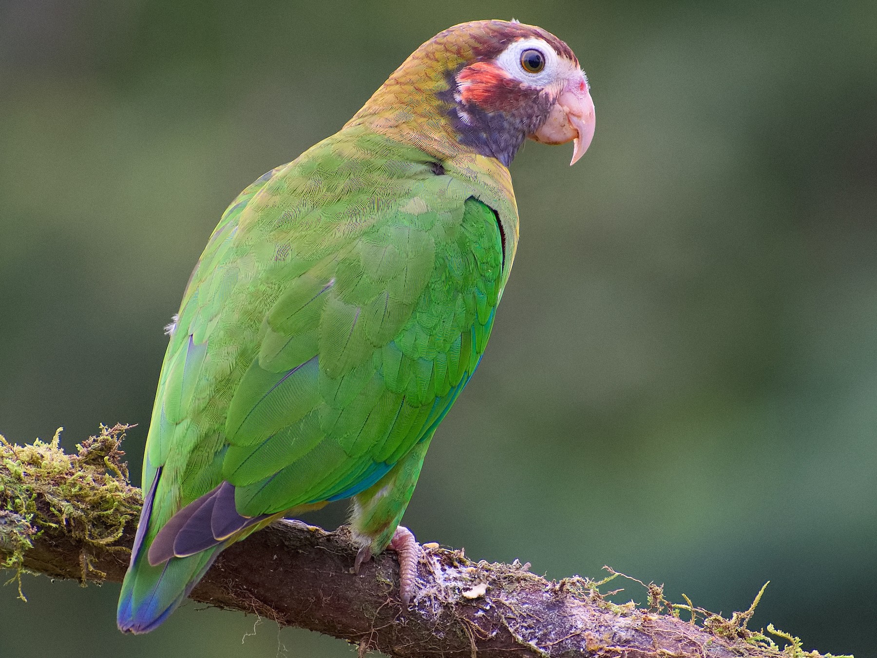 Lorito Encapuchado - eBird