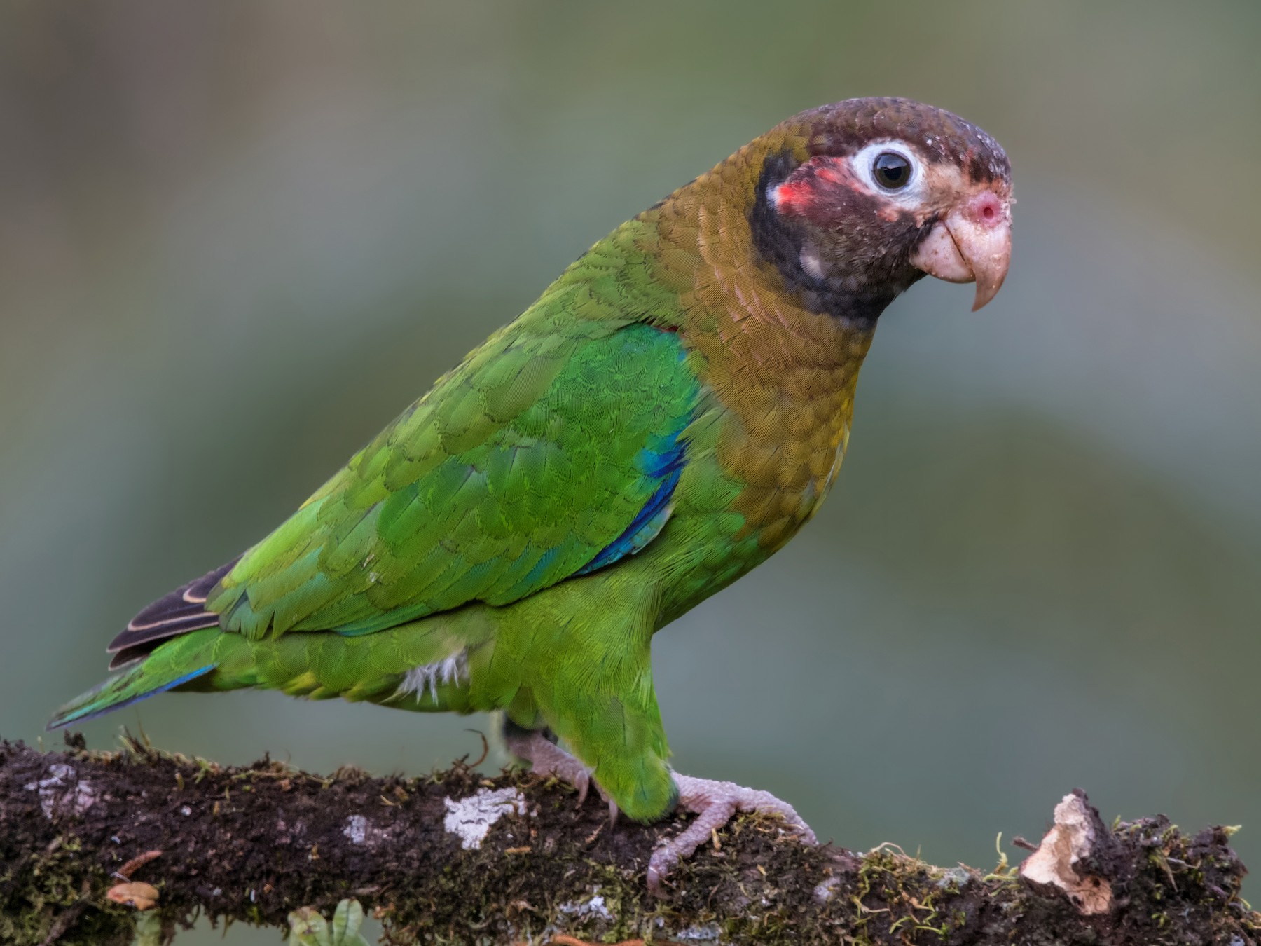Brown-hooded Parrot - eBird