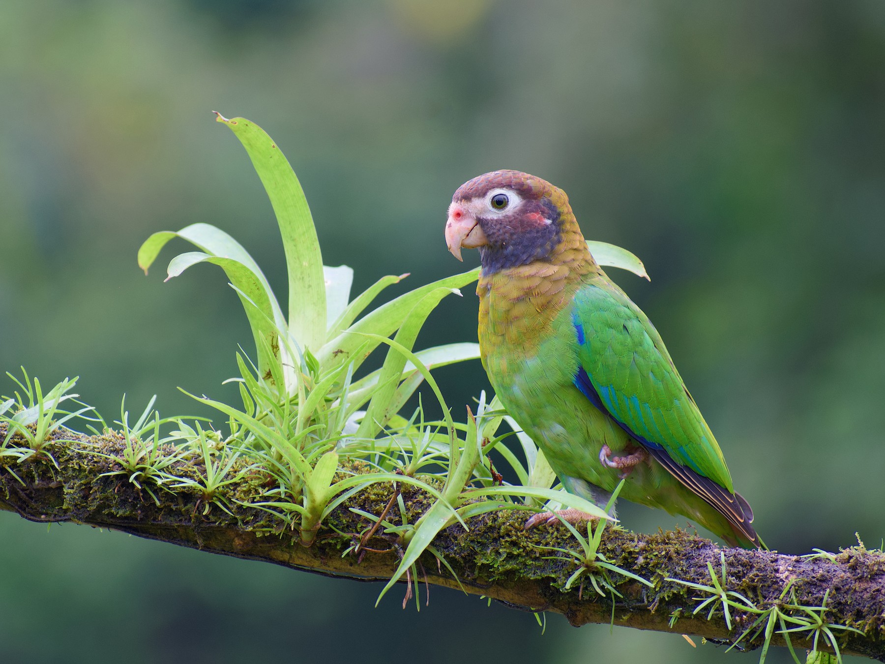 Brown-hooded Parrot - eBird