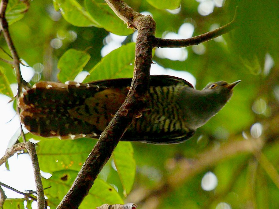 Sunda Cuckoo - eBird