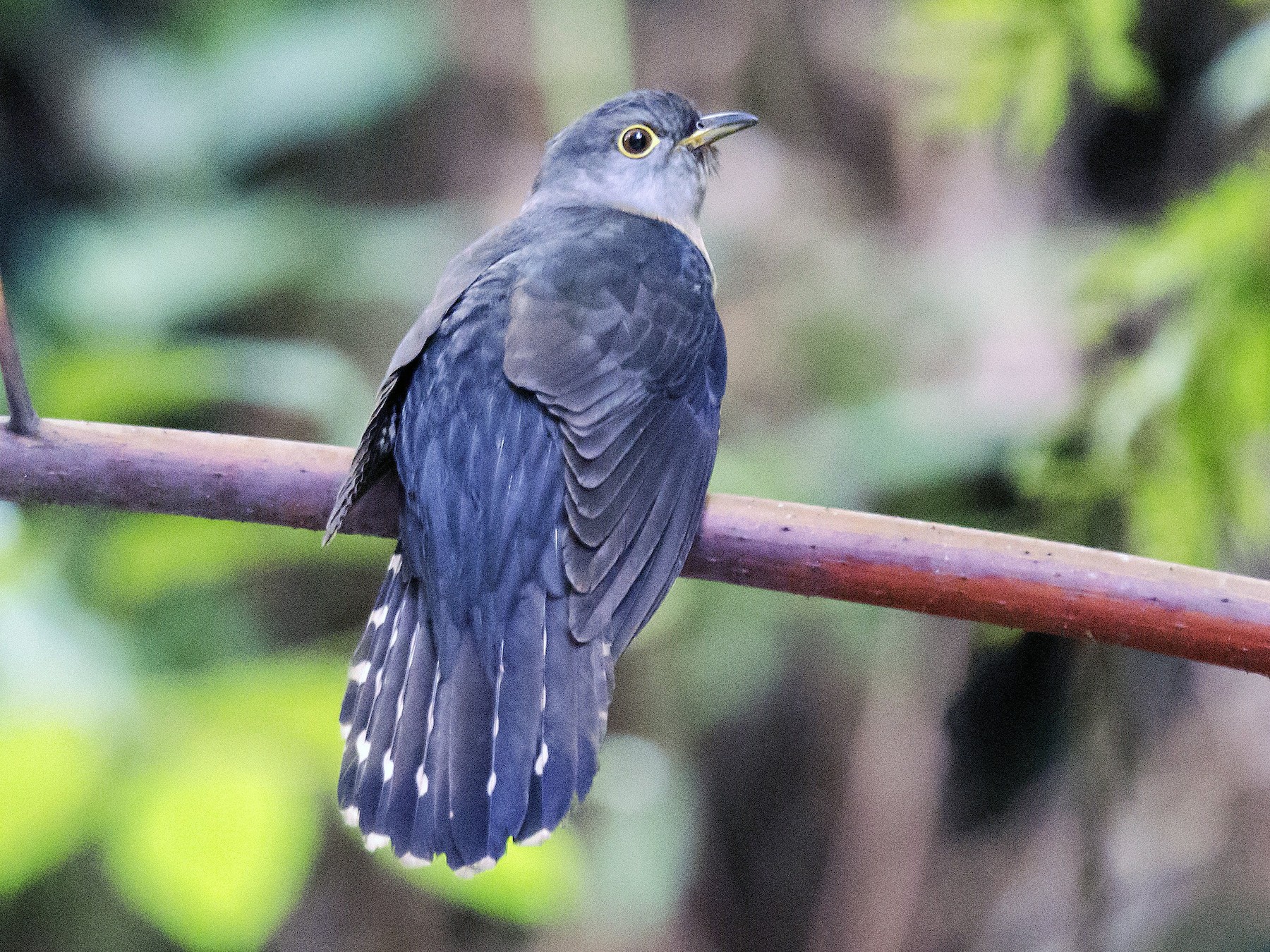 Sunda Cuckoo - eBird