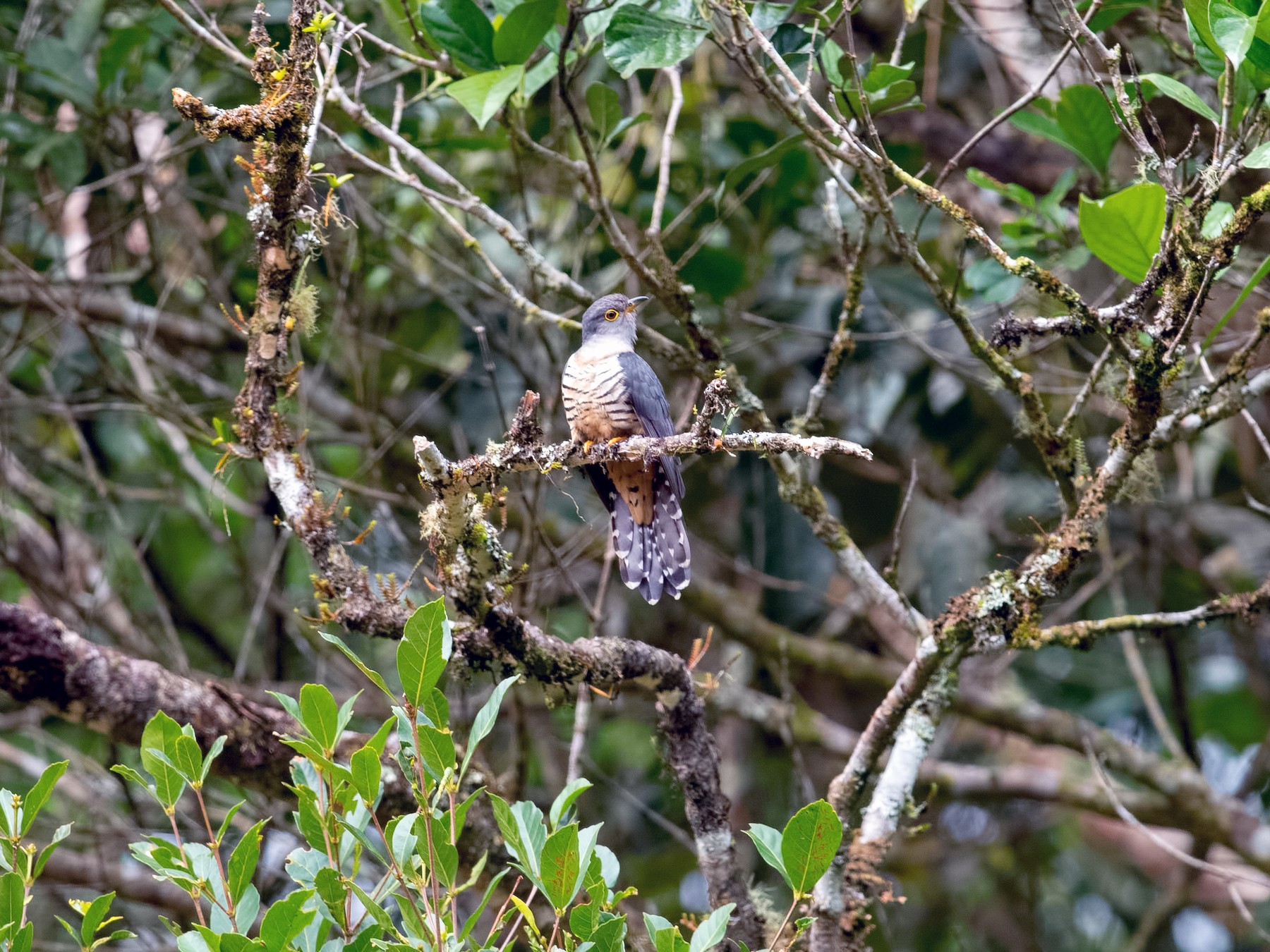 Sunda Cuckoo - eBird