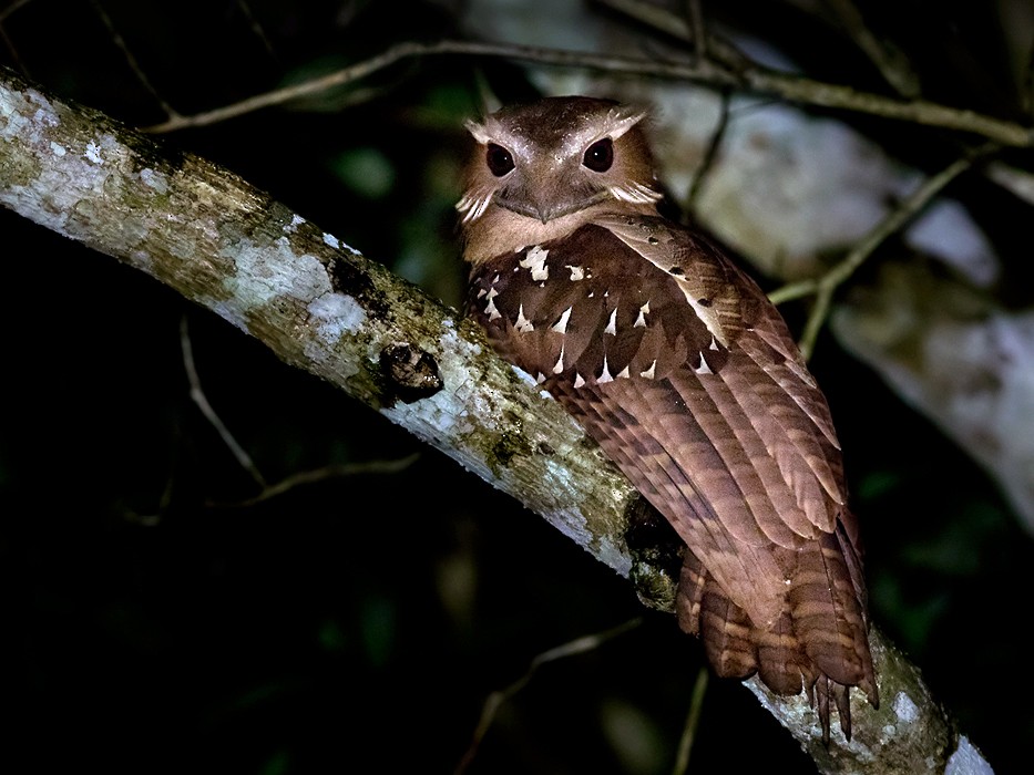 Podarge oreillard - eBird