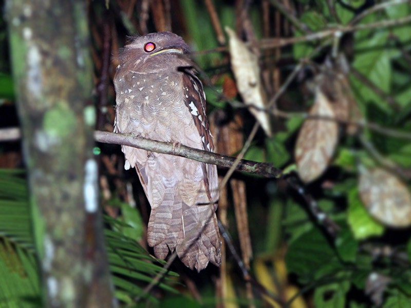 Podargo del Dulit - eBird