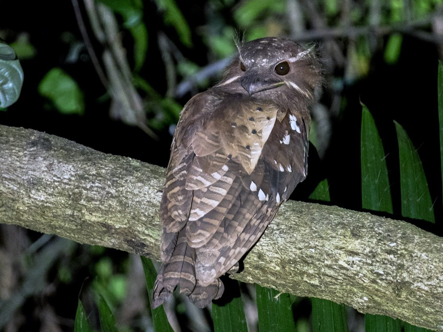 Dulit Frogmouth - eBird