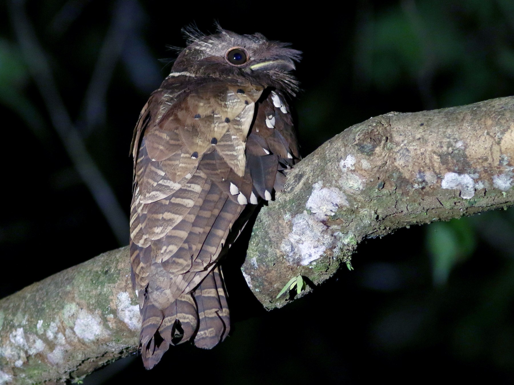 Dulit Frogmouth - eBird