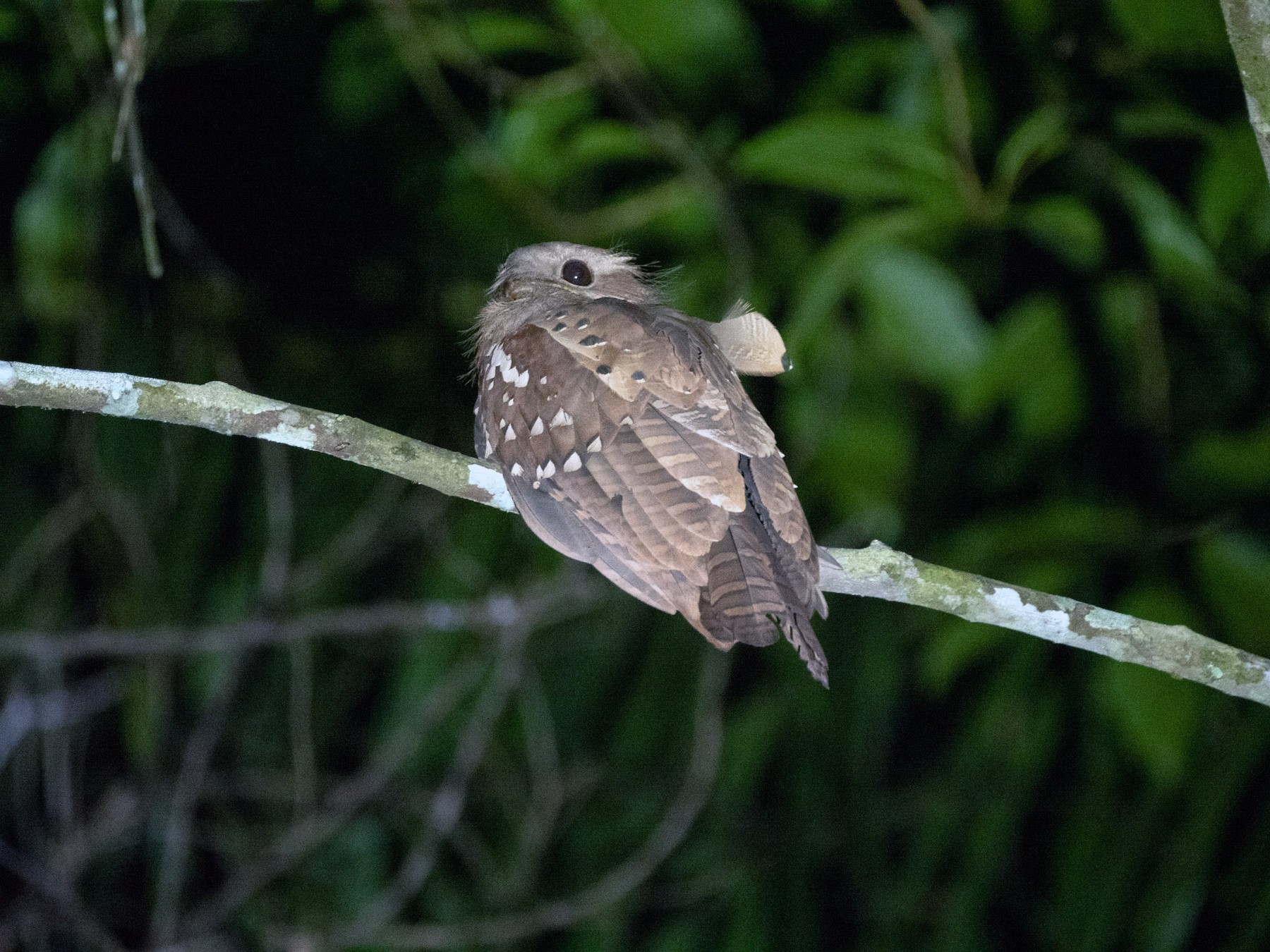 Podargo del Dulit - eBird
