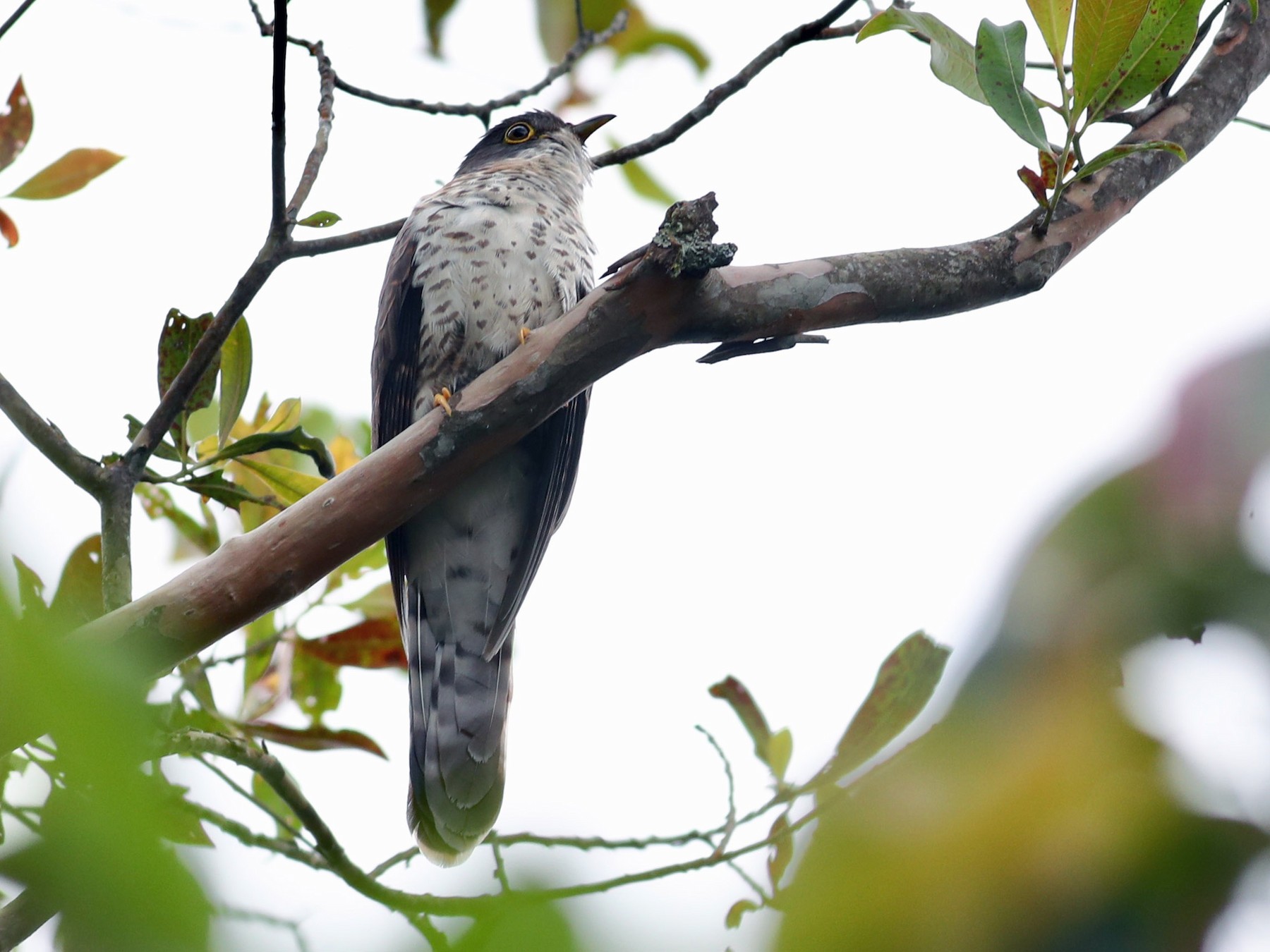 Dark Hawk-Cuckoo - eBird