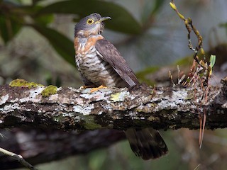 Dark Hawk-Cuckoo - eBird