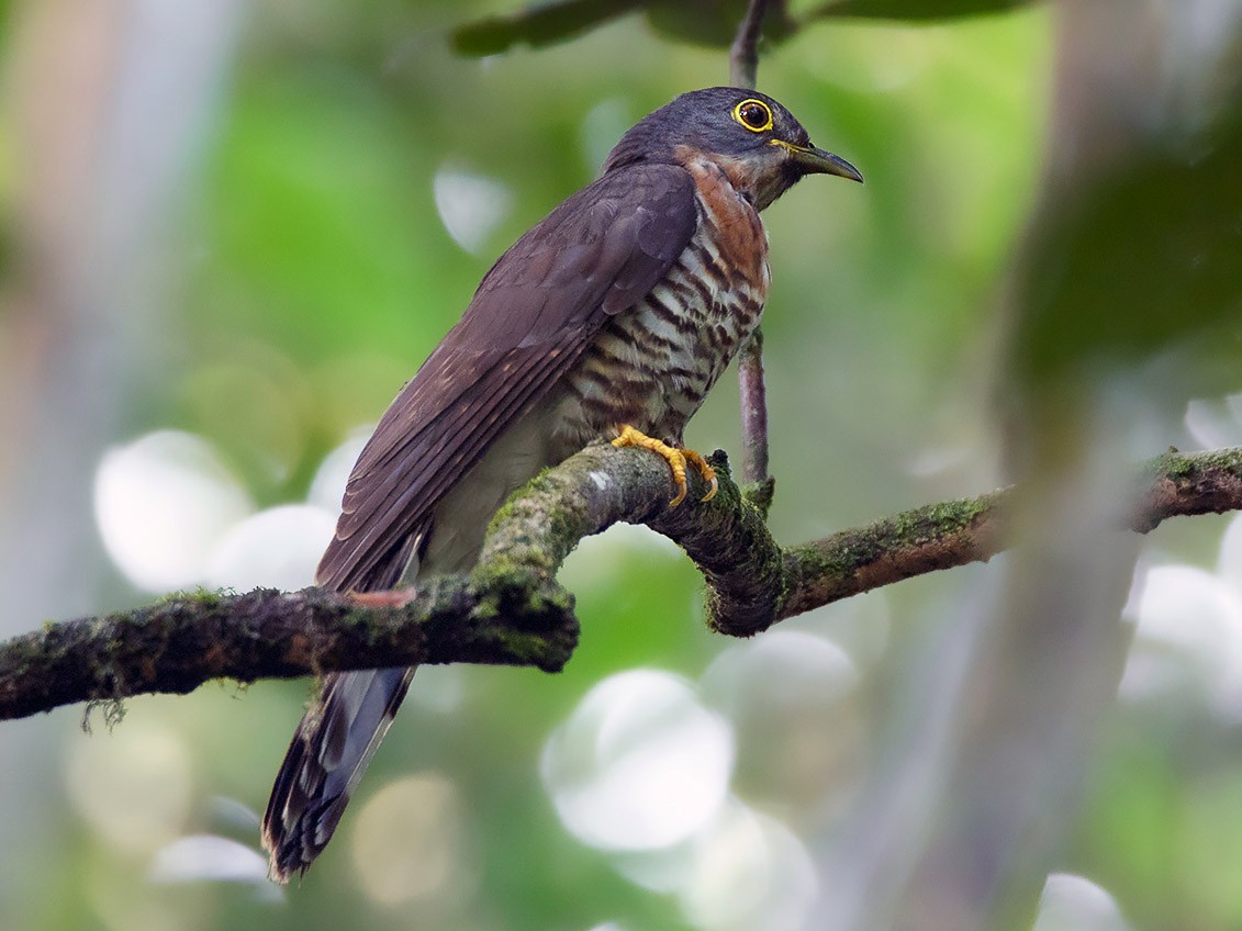 Dark Hawk-Cuckoo - eBird