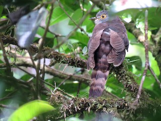 Dark Hawk-Cuckoo - eBird