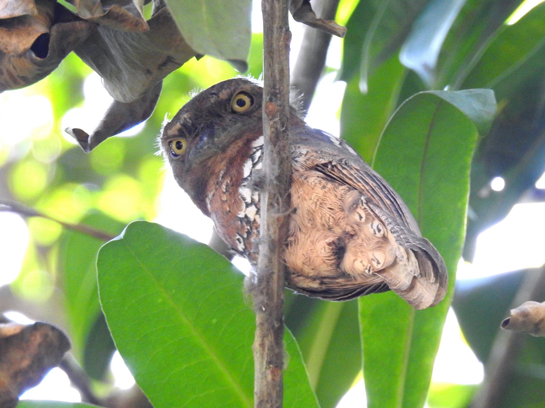 Podargo Cornudo - eBird