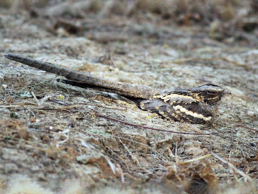 Long-tailed Nightjar - eBird