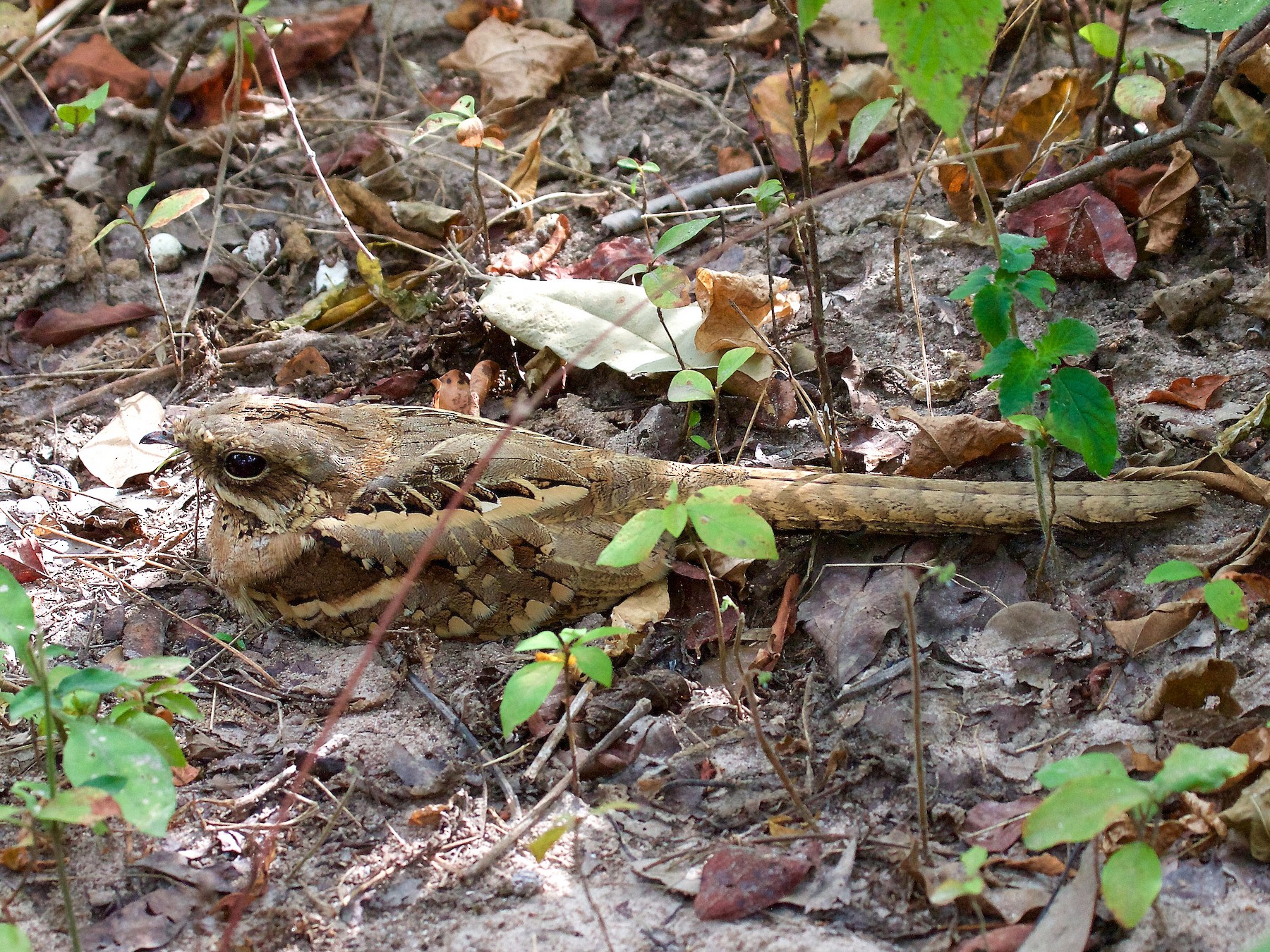 Chotacabras Rabudo - eBird