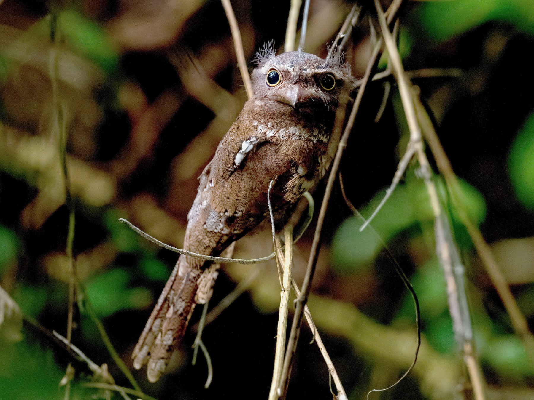 Podargo cornudo - eBird