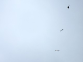 Waterfall Swift - eBird