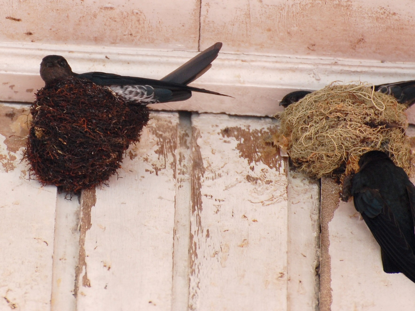 Bornean Swiftlet - eBird