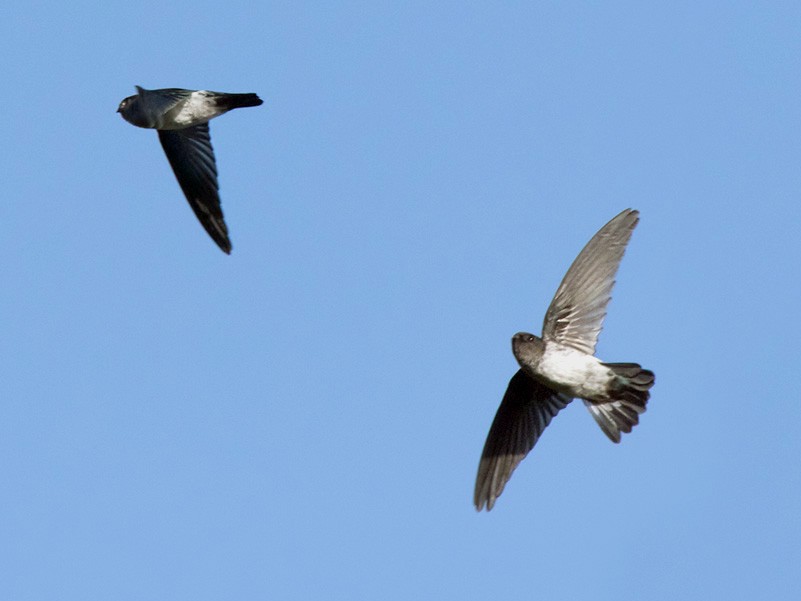 Glossy Swiftlet - eBird