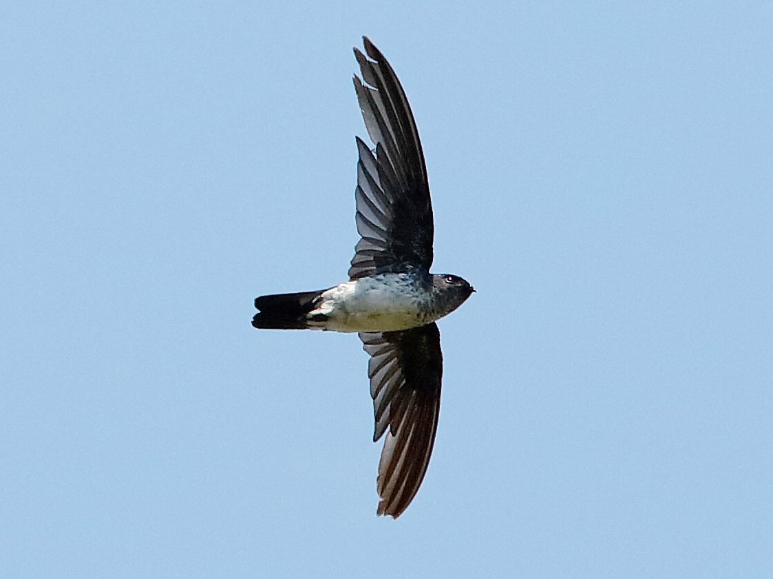 Glossy Swiftlet - eBird