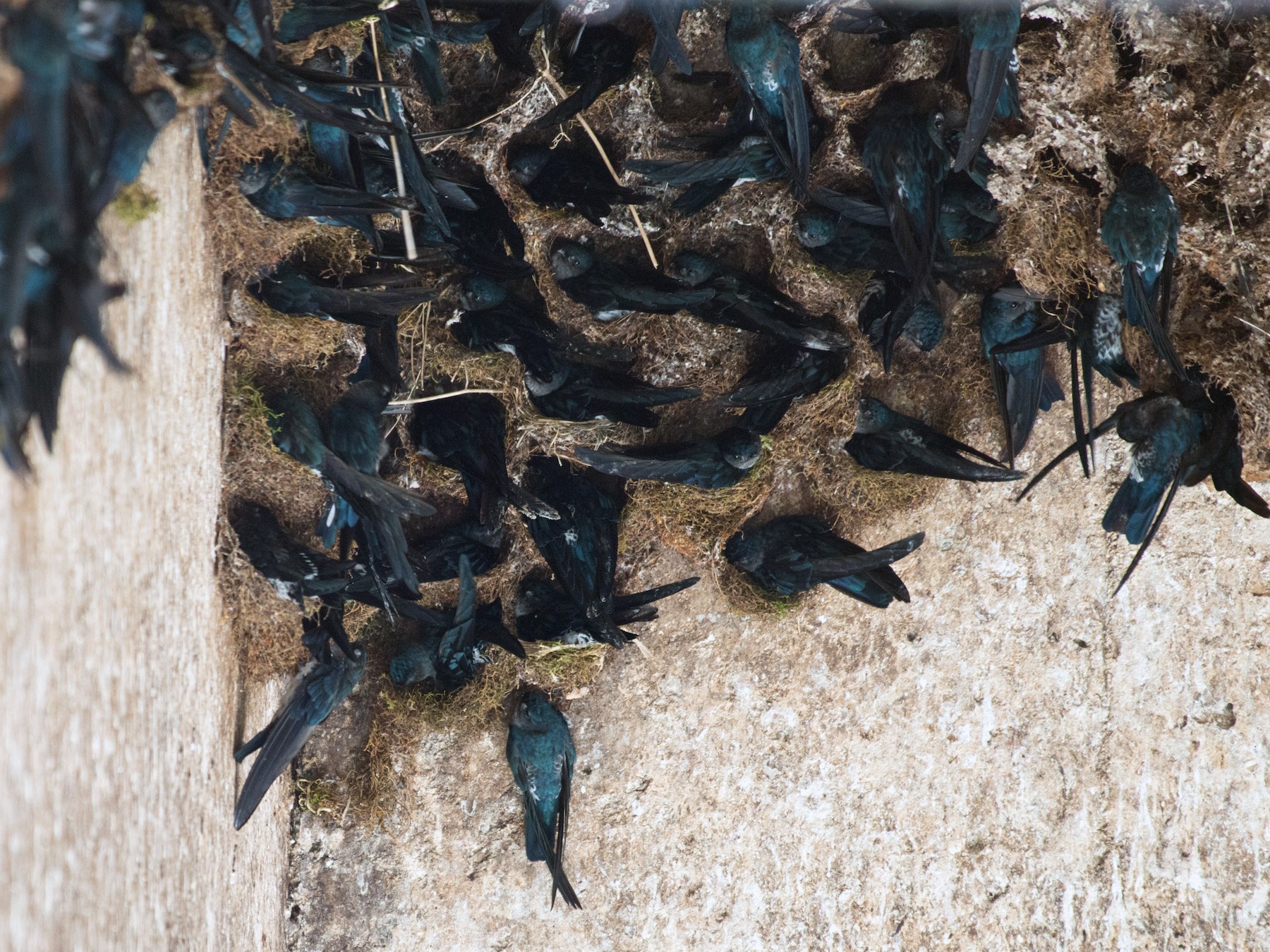 Glossy Swiftlet - eBird