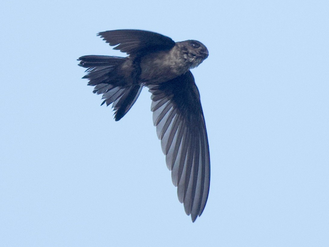 Swiftlet Nest