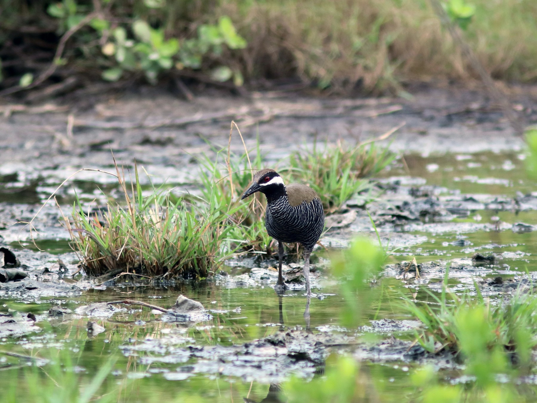 Barred Rail - eBird
