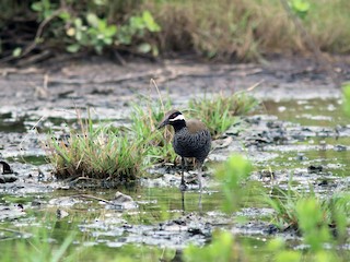 Barred Rail - eBird