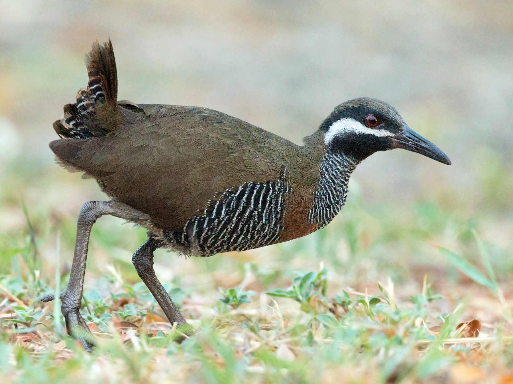 Barred Rail - eBird