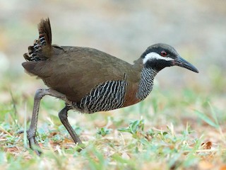 Barred Rail - eBird